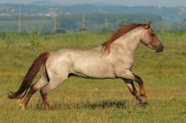 Anatomie beim Pferd I ehorses Magazin