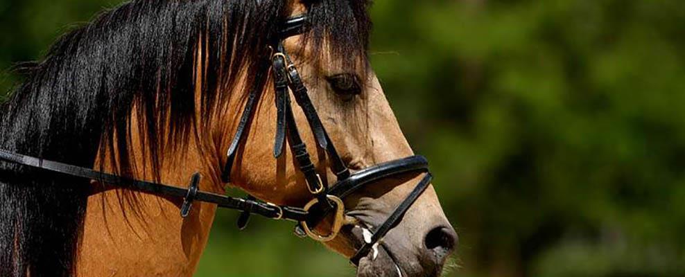 Berber im Rasseportrait | ehorses.de