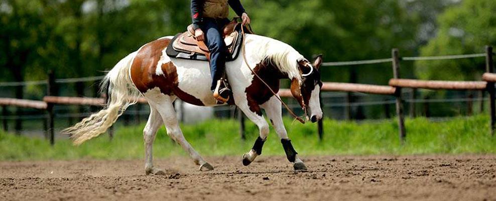 Westernreiten im Portrait - ehorses Magazin - Alles rund ums Pferd