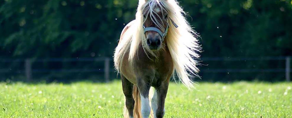 Pferderasse Shetland Pony im Rasseportrait