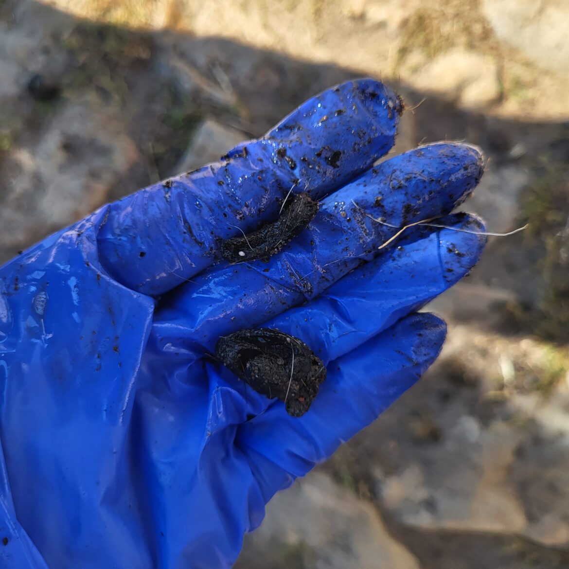 Erfahrungen mit der Ekwi Schlauchpflege & dem Ekwi KotwasserStopp von ...