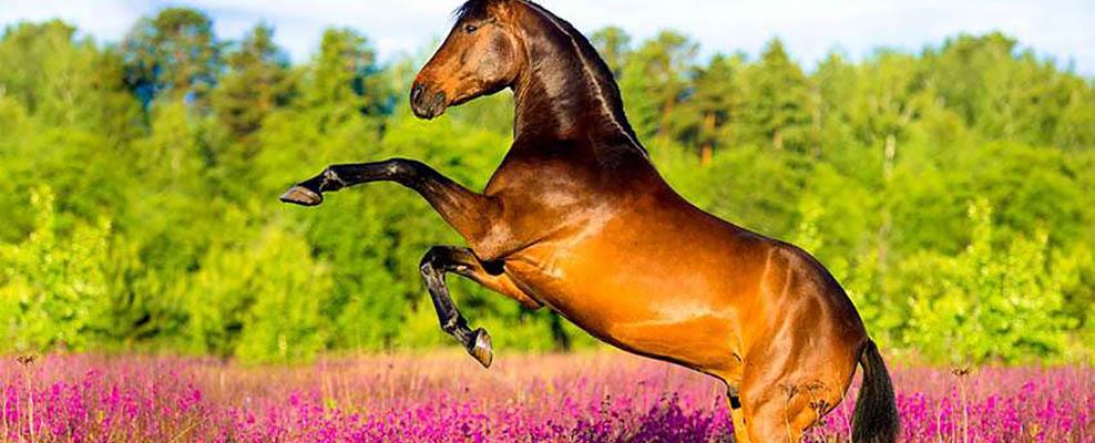 Pferderasse Mustang im Rasseportrait