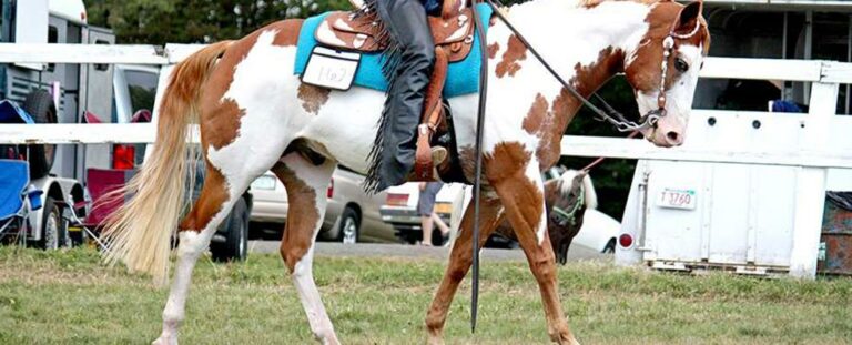 Westernreiten über die Reitdisziplin | ehorses Magazin