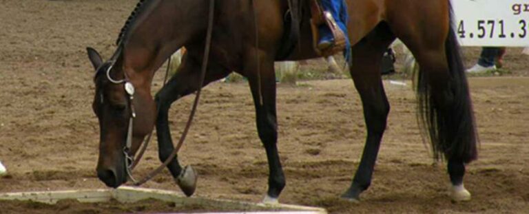 Westernreiten über die Reitdisziplin | ehorses Magazin