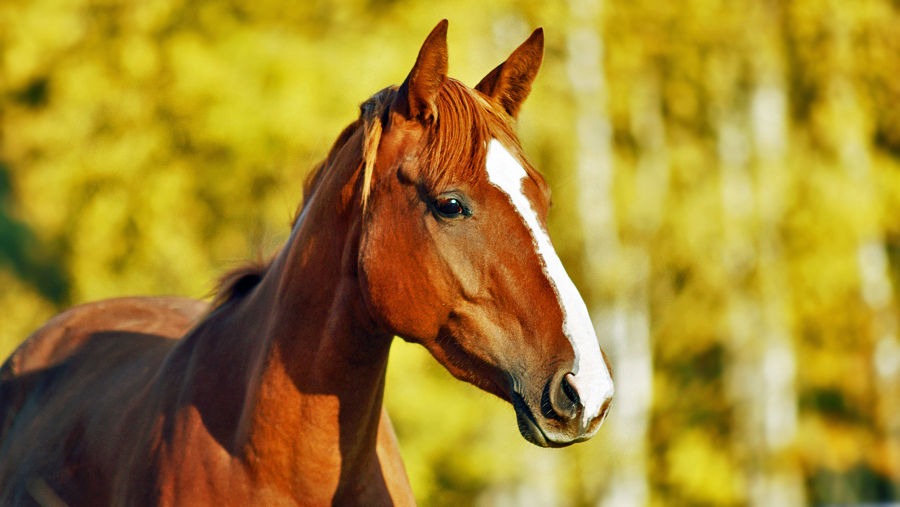 Was ist eine Blesse beim Pferd? - ehorses Magazin