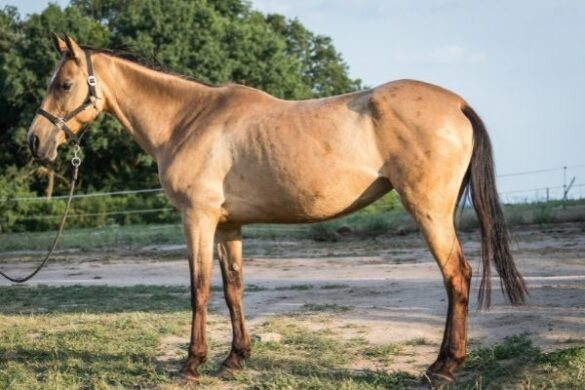 Achal-Tekkiner im Rasseportrait | ehorses Magazin