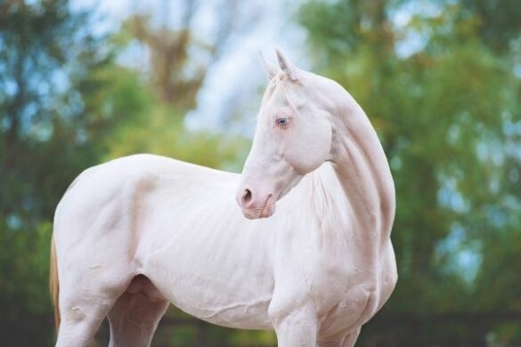 Achal-Tekkiner im Rasseportrait | ehorses Magazin