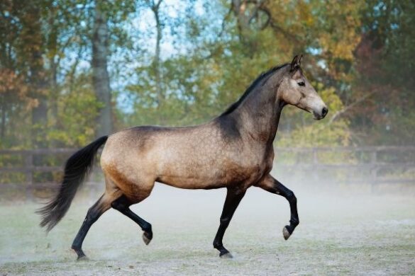 Achal-Tekkiner im Rasseportrait | ehorses Magazin