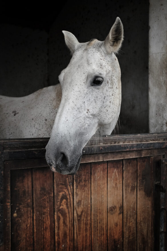 Altér Real Pferde im Rasseportrait | ehorses.de