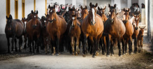 Altér Real Pferde im Rasseportrait | ehorses.de