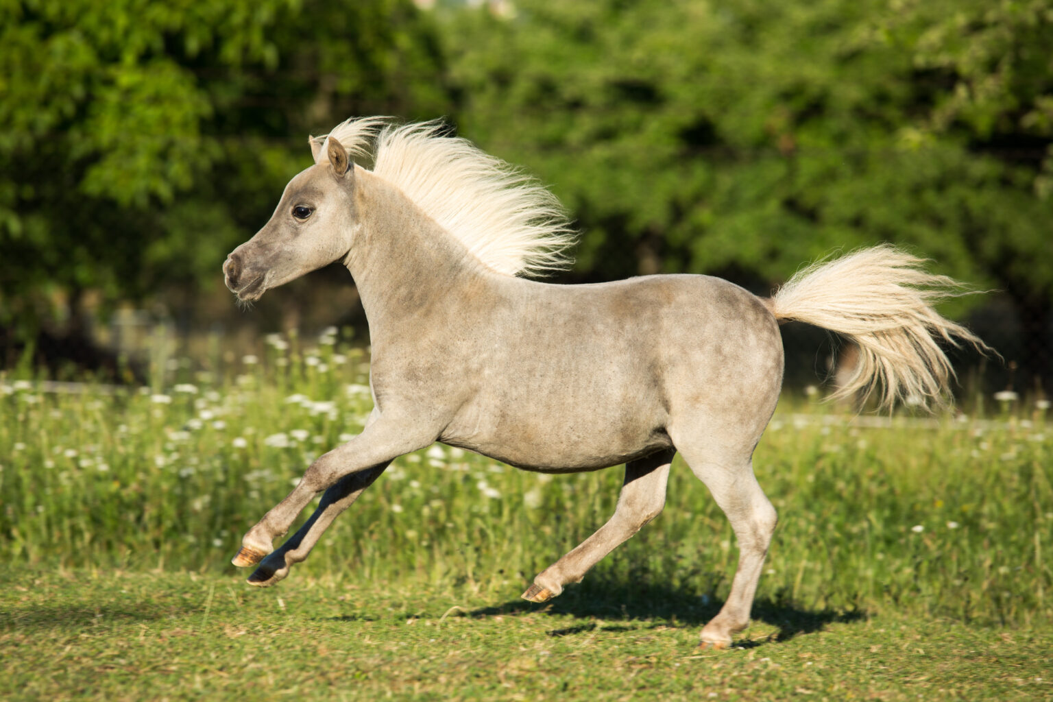 American Miniature Horse im Rasseportrait | ehorses.de