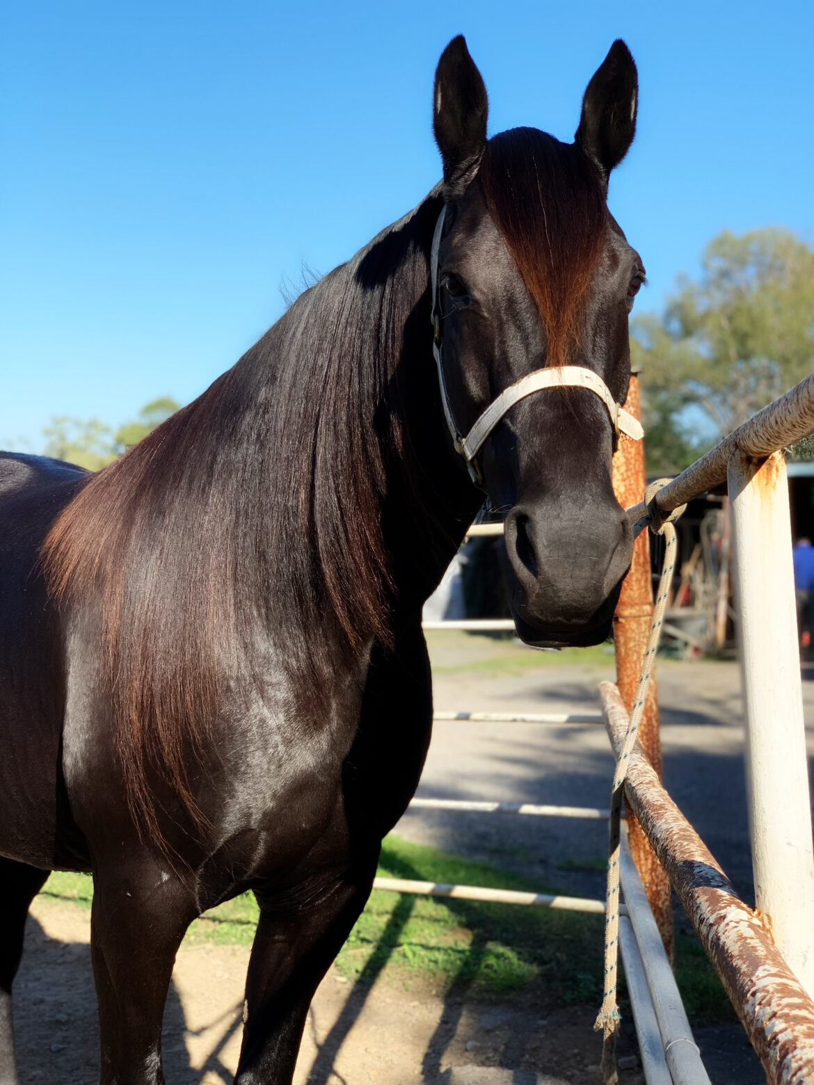 American Standardbred im Rasseportrait | ehorses Magazin