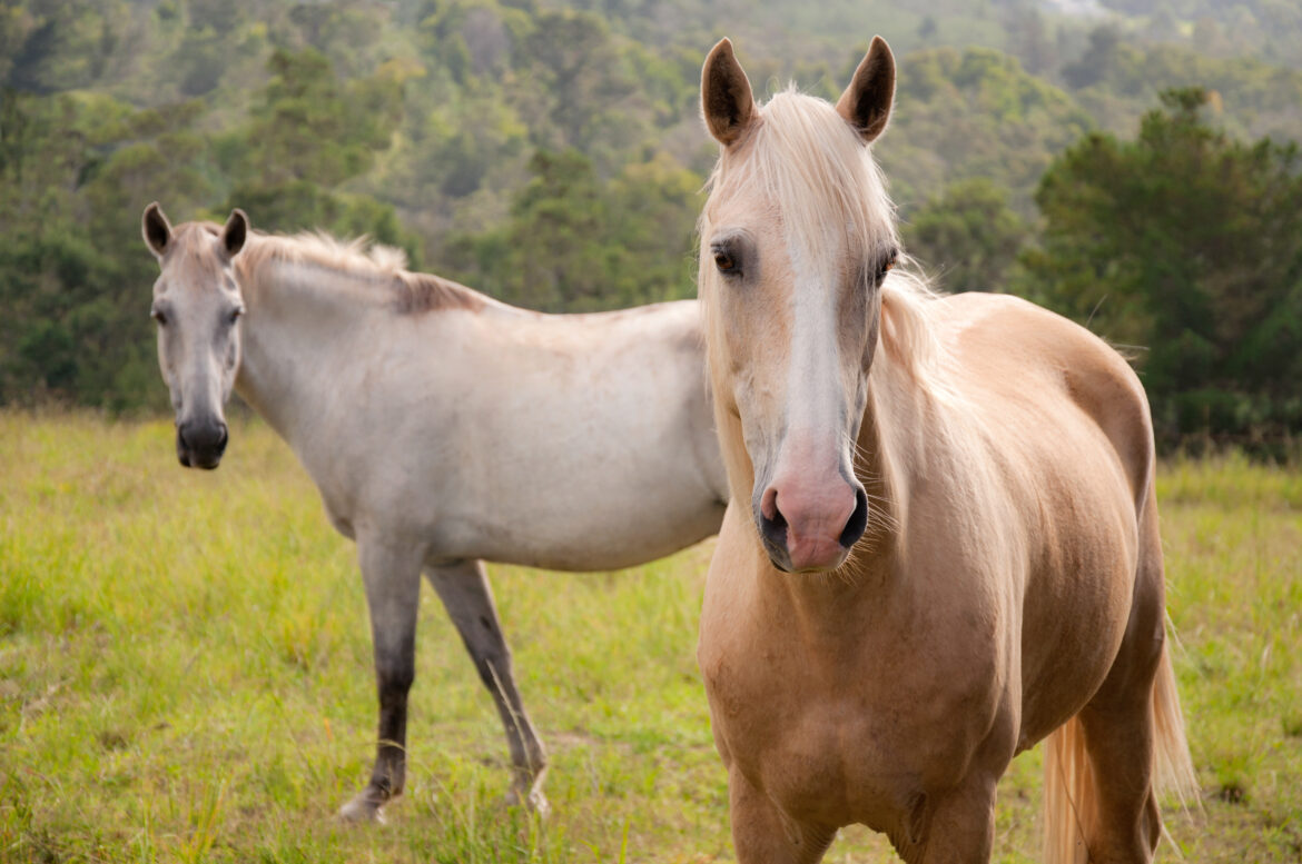 Anglo Araber im Rasseportrait - ehorses Magazin