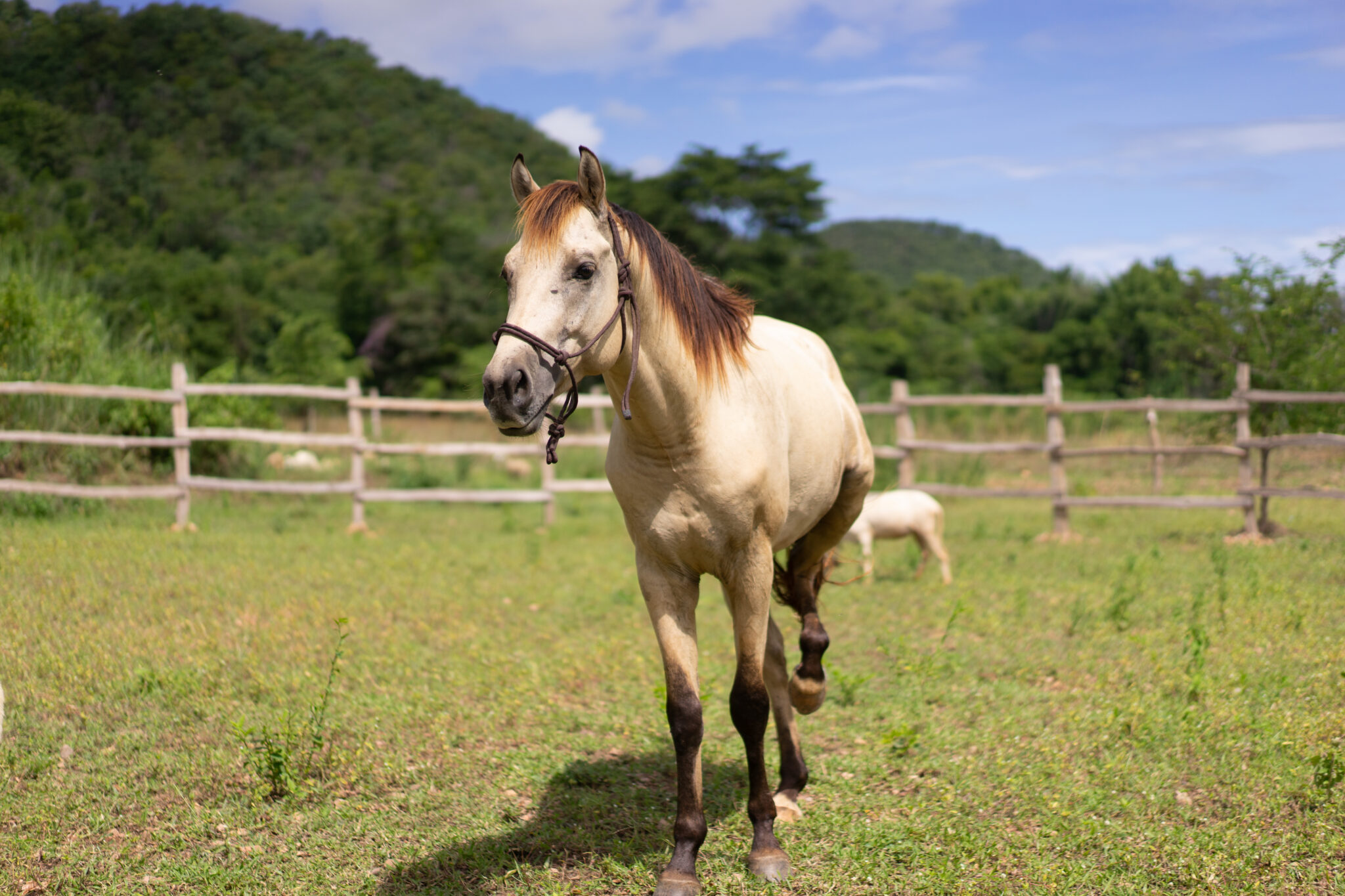Anglo Araber im Rasseportrait - ehorses Magazin
