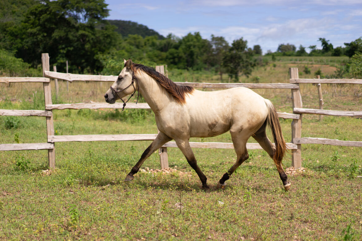 Anglo Araber im Rasseportrait - ehorses Magazin