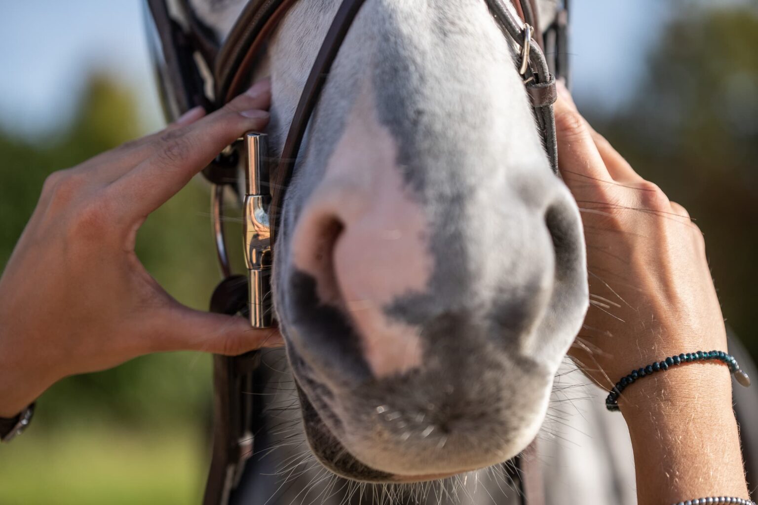 Ist mein Pferd mit seinem Gebiss zufrieden? - ehorses Magazin