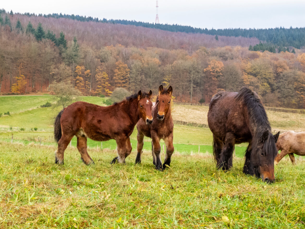 Ardenner im Rasseportrait | ehorses.de