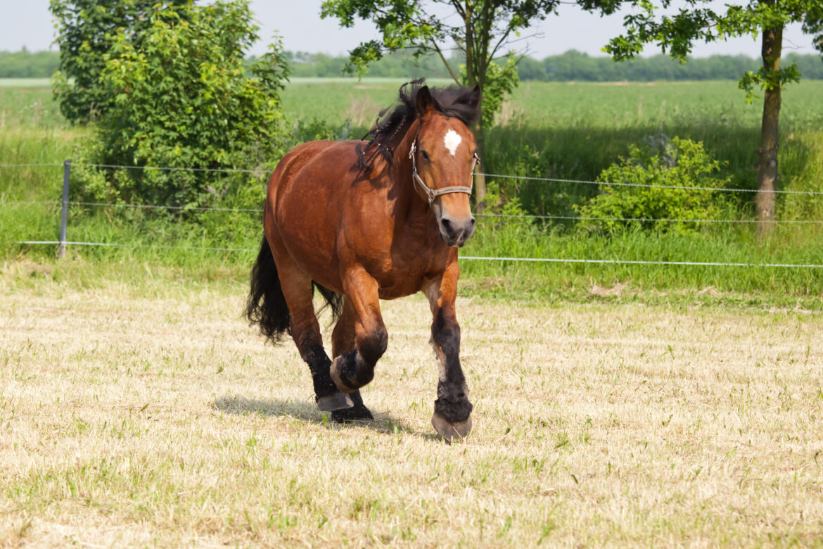 Schwarzwälder Fuchs im Rasseportrait | ehorses Magazin