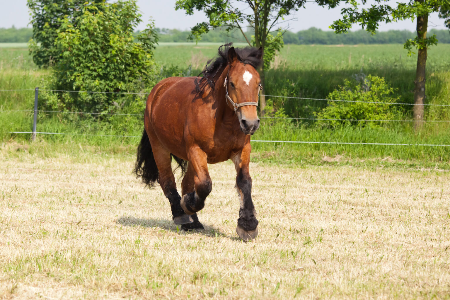 Ardenner im Rasseportrait | ehorses.de