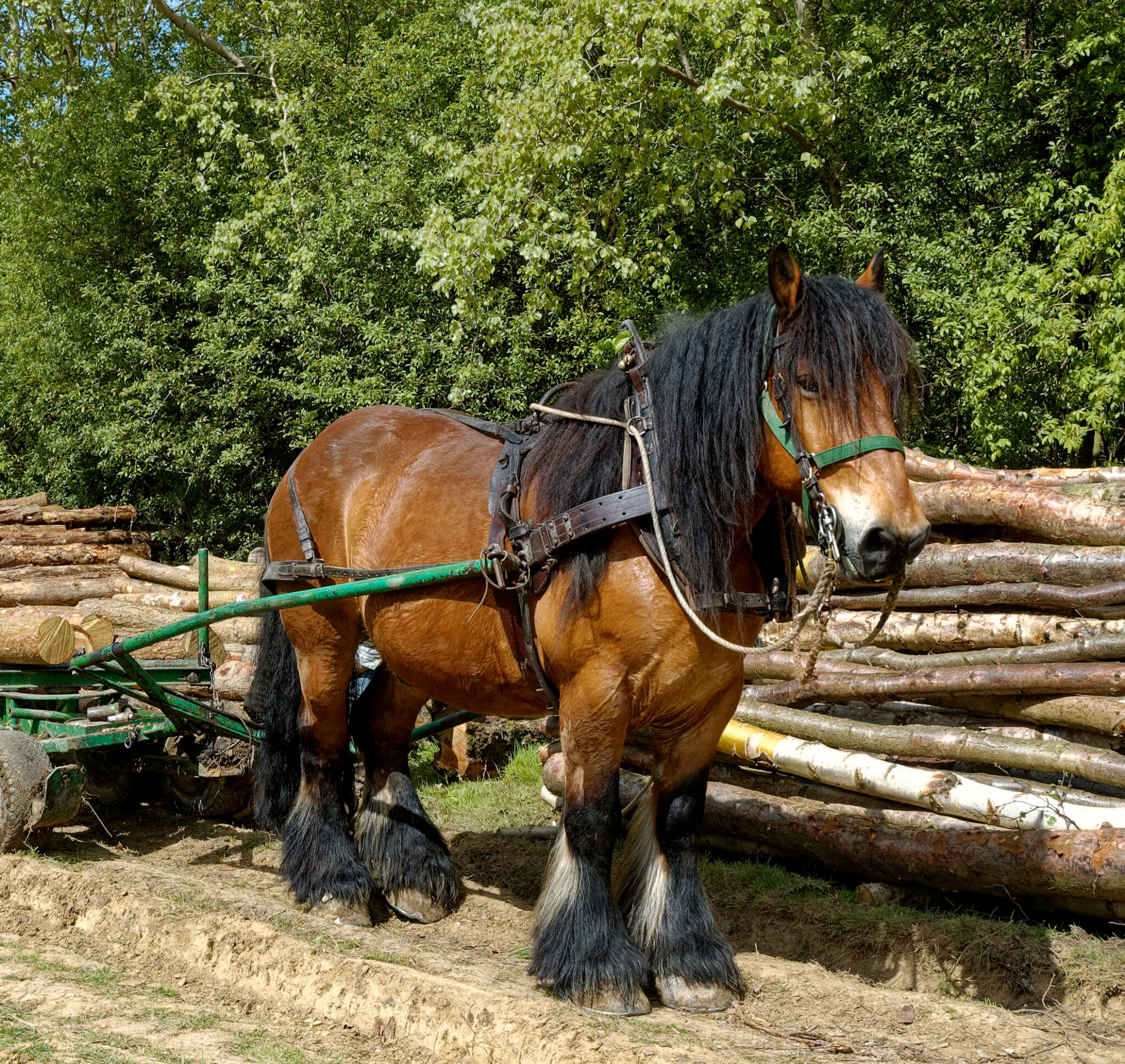Ardenner im Rasseportrait | ehorses.de