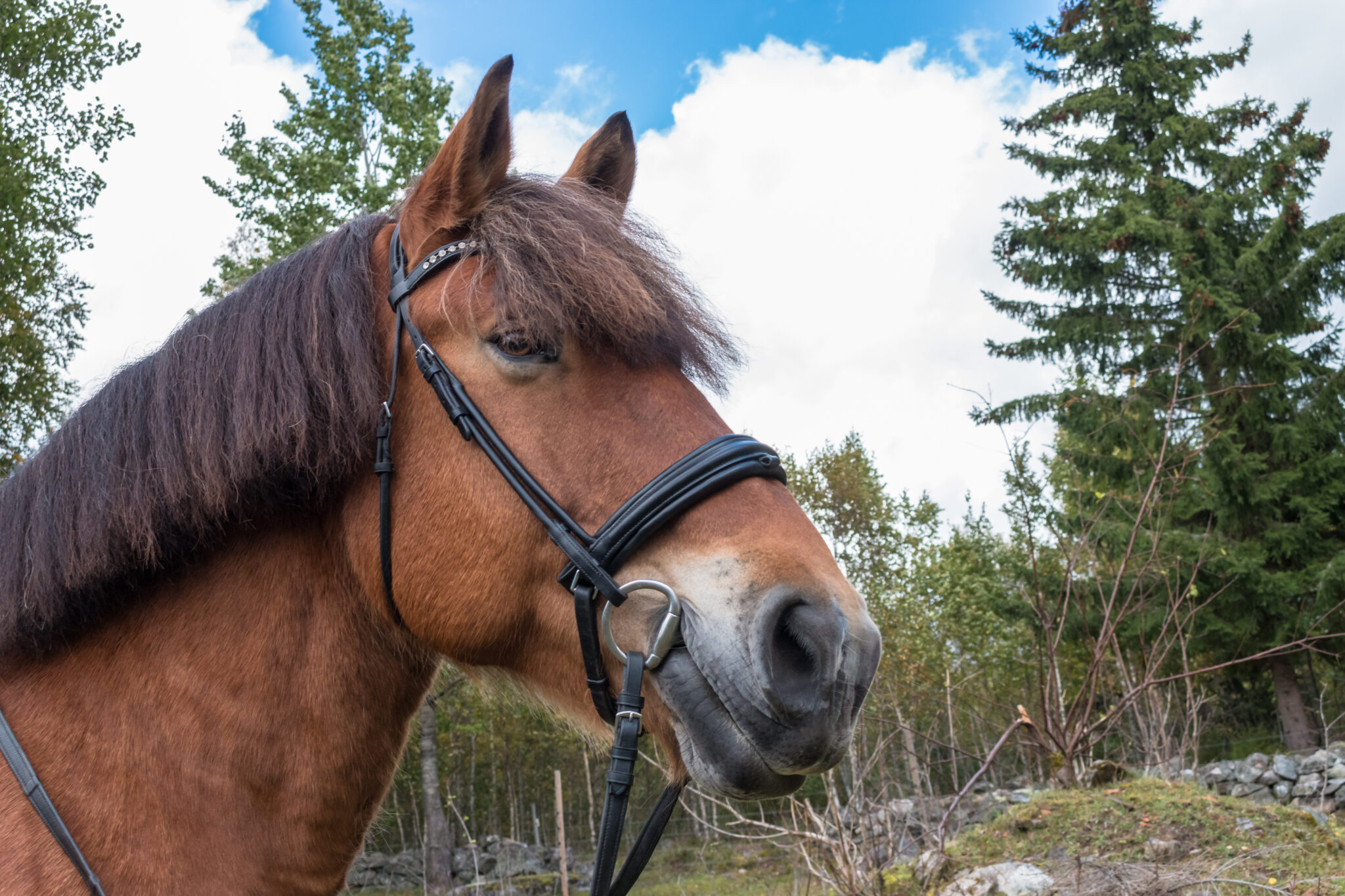 Ardenner im Rasseportrait | ehorses.de