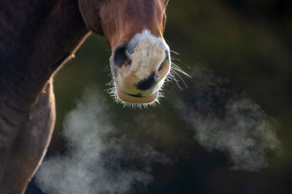 Pferd hustet - Ursachen, Symptome & Behandlung | ehorses.de Magazin