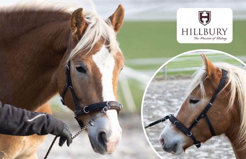 Erfahrungen mit dem Multifunktions-Kappzaum Varioso von Hillbury ...