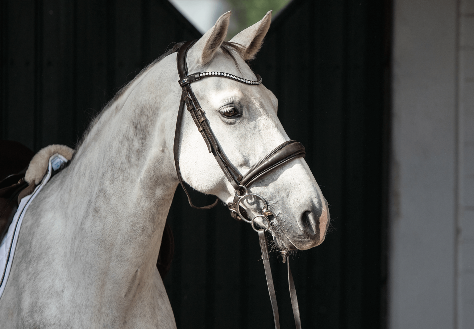 Wie finde ich das passende Gebiss für mein Pferd? - ehorses Magazin