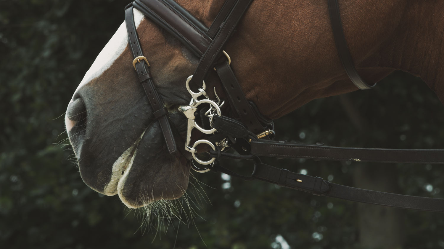 Wie finde ich das passende Gebiss für mein Pferd? - ehorses Magazin