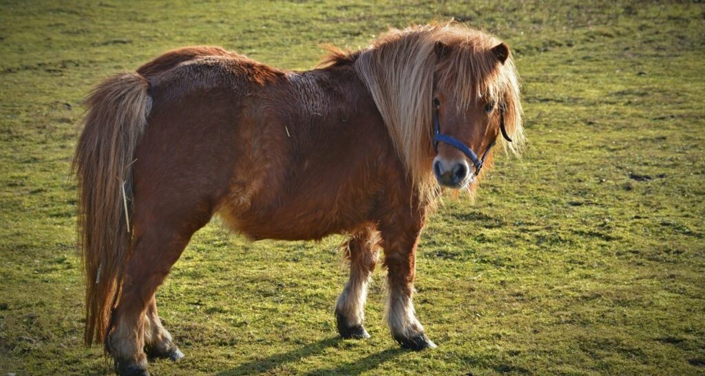 Mini Shetty im Rasseportrait