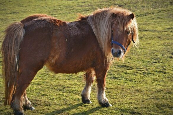 Das schnellste Pferd der Welt: Drip Brew | ehorses Magazin