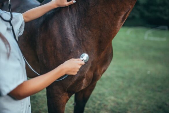 Schlundverstopfung beim Pferd I ehorses Magazin