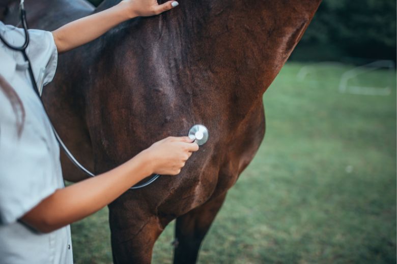Ataxie beim Pferd: Gestörte Bewegungsabläufe I ehorses Magazin