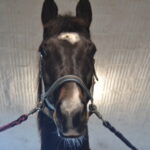 Halla: Leben & Erfolge des Springpferds | ehorses Magazin