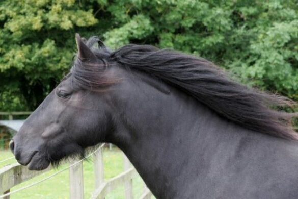Dales Pony im Rasseportrait | ehorses Magazin
