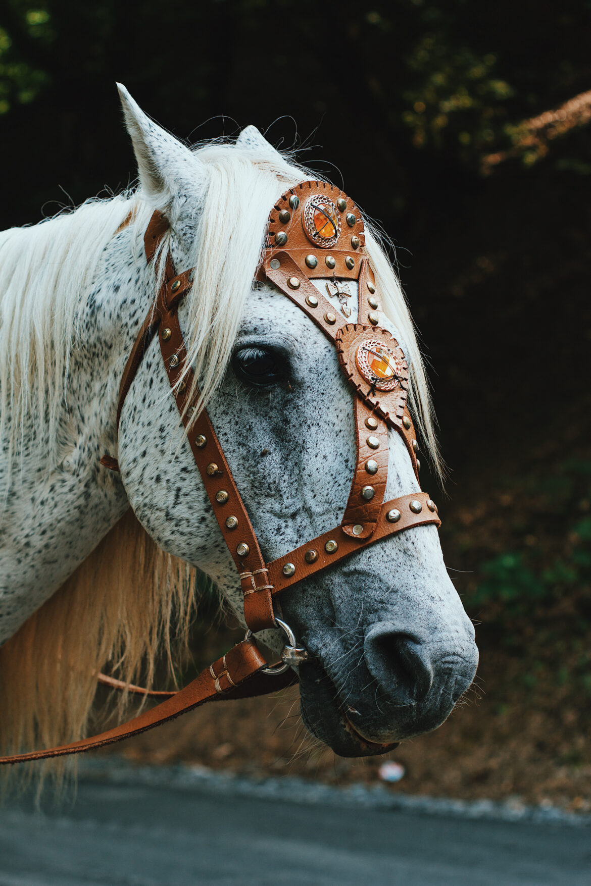 Berber Pferd im Rasseportrait | ehorses.de