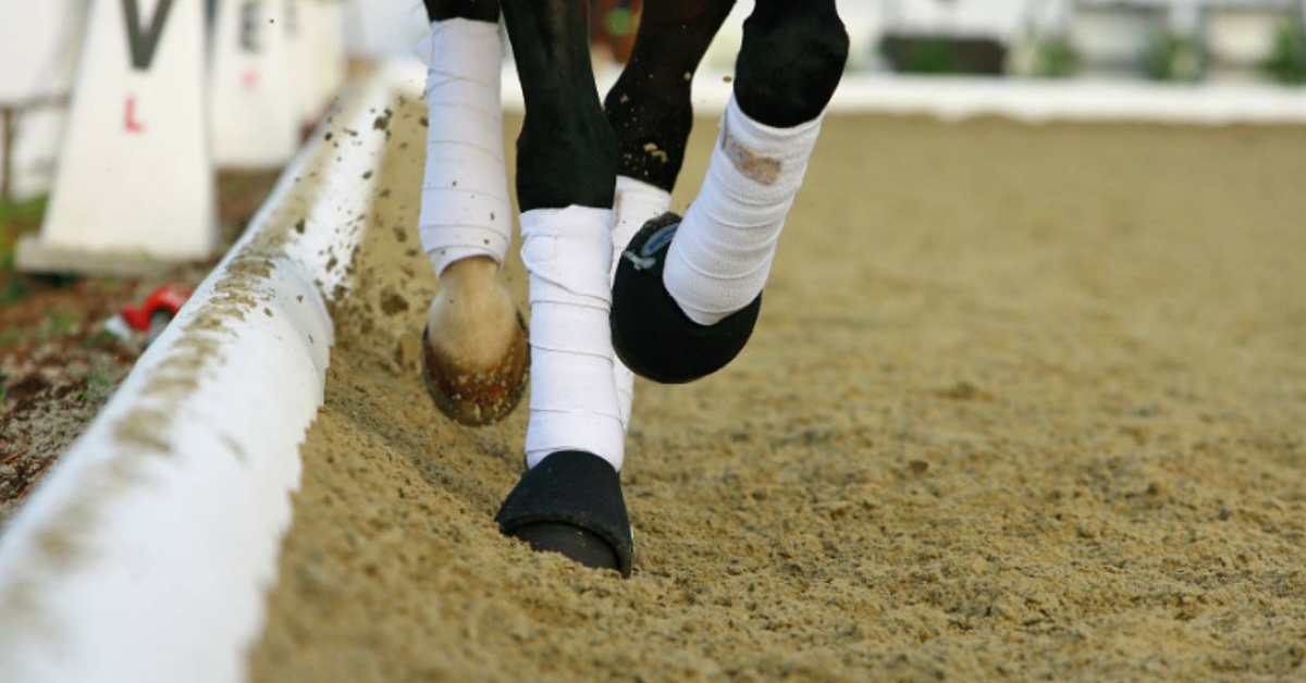 Der zweitbeste Freund des Reiters - der Turniertrottel (TT) | ehorses ...
