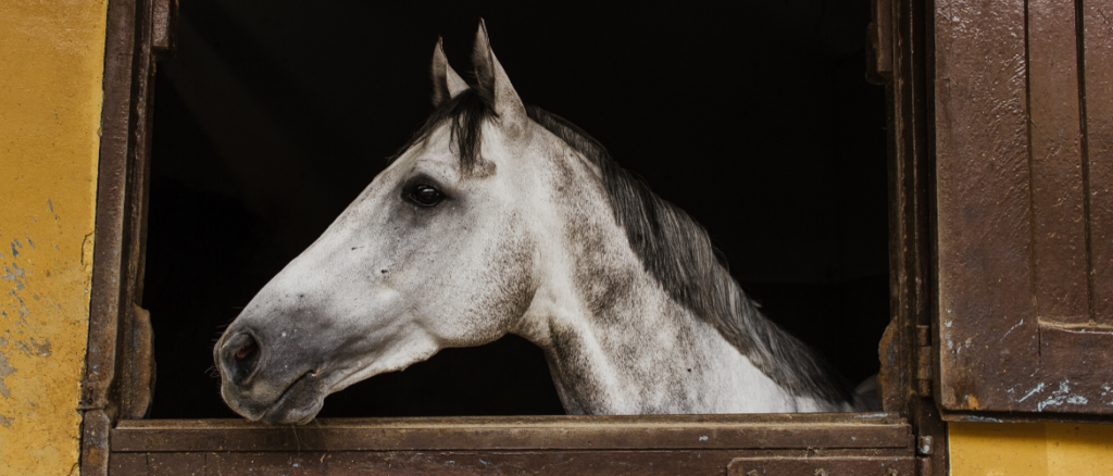 Rotz beim Pferd: Verlauf & Symptome | ehorses Magazin
