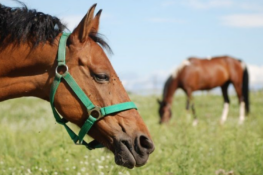 Die Pferdearten im Überblick - ehorses Magazin