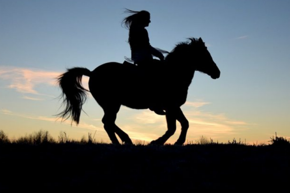 Ataxie beim Pferd: Gestörte Bewegungsabläufe I ehorses Magazin