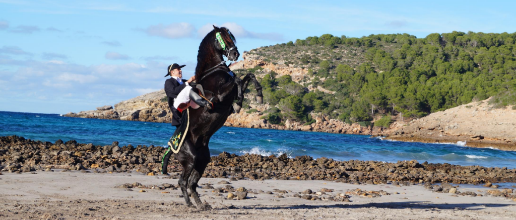 Berber Pferd im Rasseportrait | ehorses.de