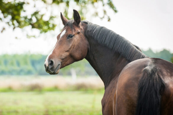 Deutsches Reitpferd im Rasseportrait | ehorses Magazin