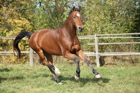 Holsteiner Pferde im Rasseportrait | ehorses Magazin