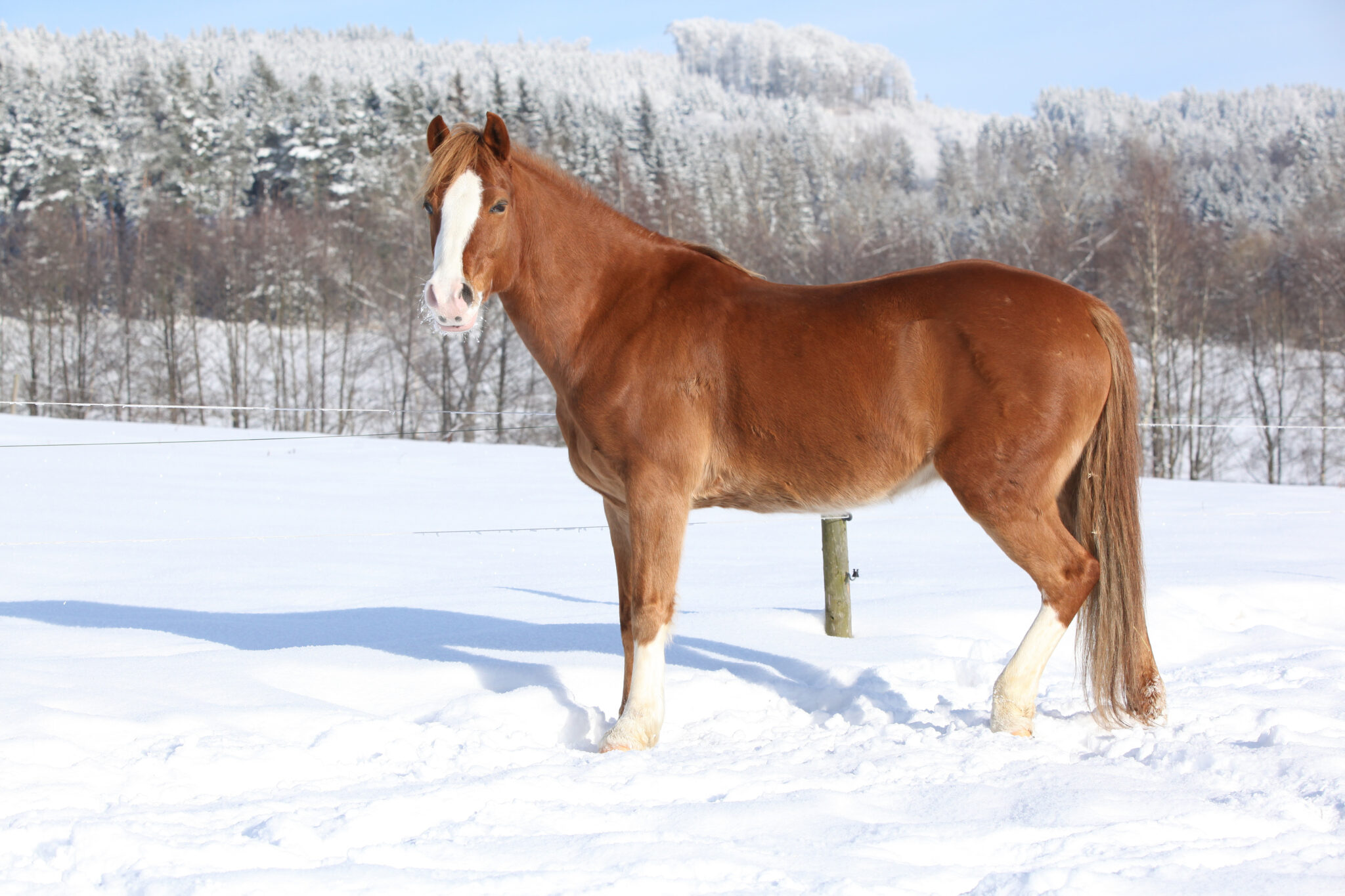 Westfalen Pferd im Rasseportrait | ehorses Magazin
