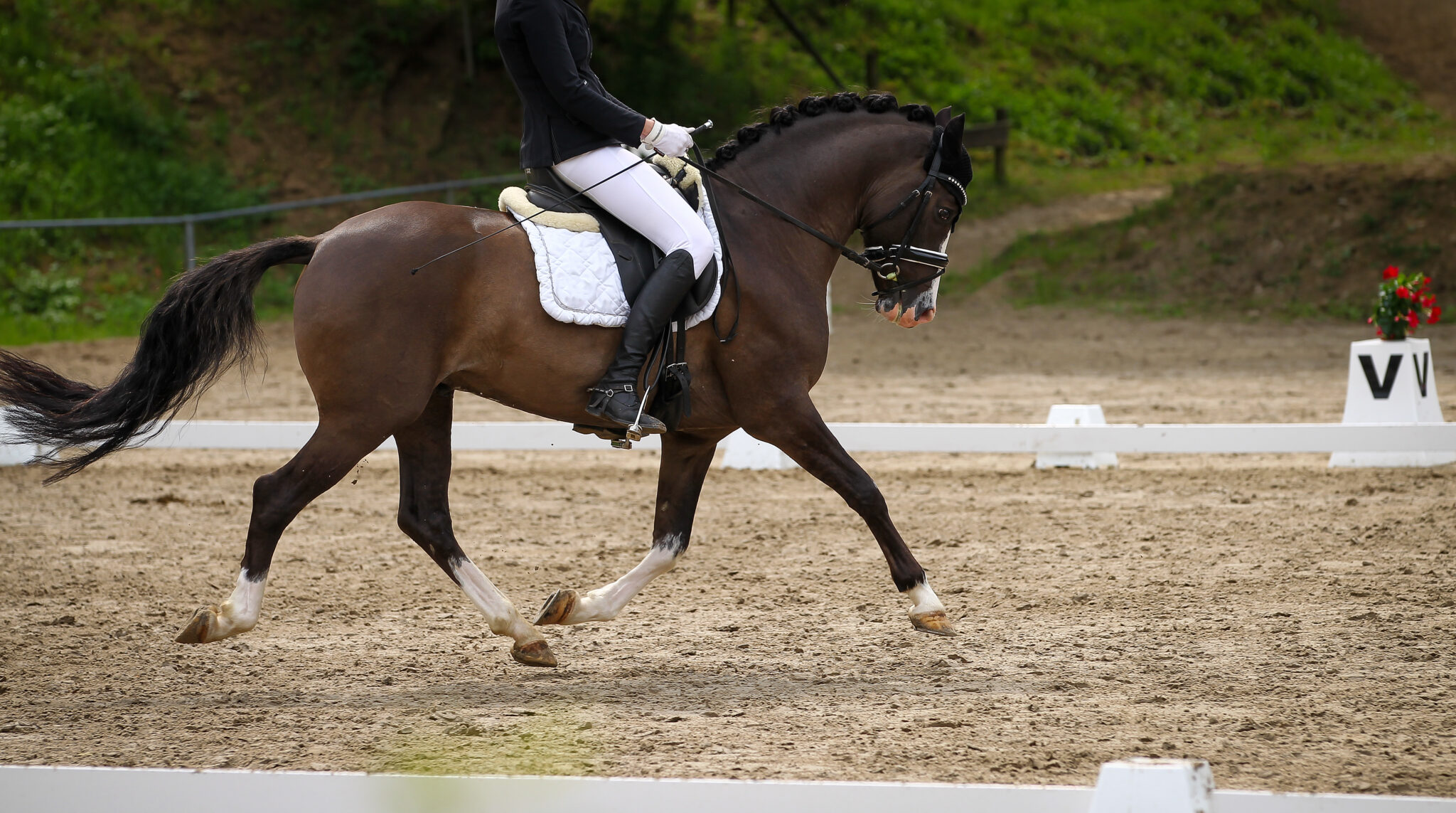 Deutsches Reitpony im Rasseportrait