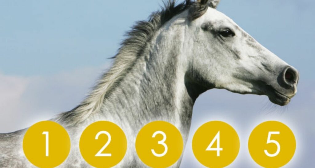 Lebensnummer beim Pferd - Bedeutung & weitere Infos | ehorses.de Magazin