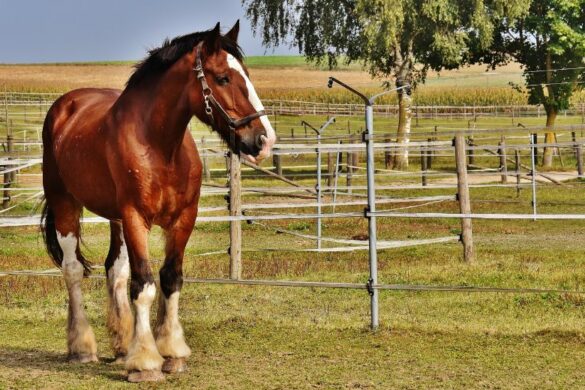 Ataxie beim Pferd: Gestörte Bewegungsabläufe I ehorses Magazin