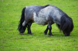 Shetland Pony im Rasseportrait | ehorses Magazin