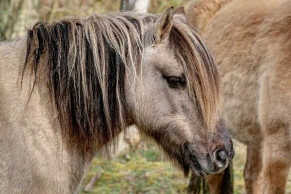 Dülmener Wildpferde im Rasseportrait | ehorses Magazin
