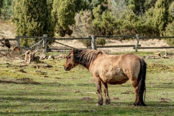 Dülmener Wildpferde im Rasseportrait | ehorses Magazin